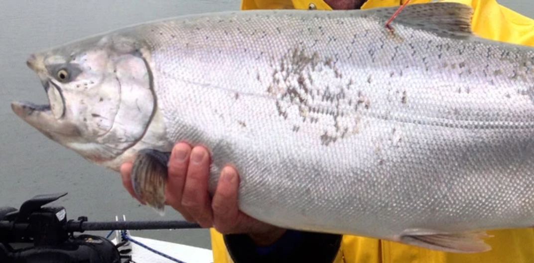 How to Anchor & Catch Salmon! STS Classic Videos – Salmon Trout Steelheader