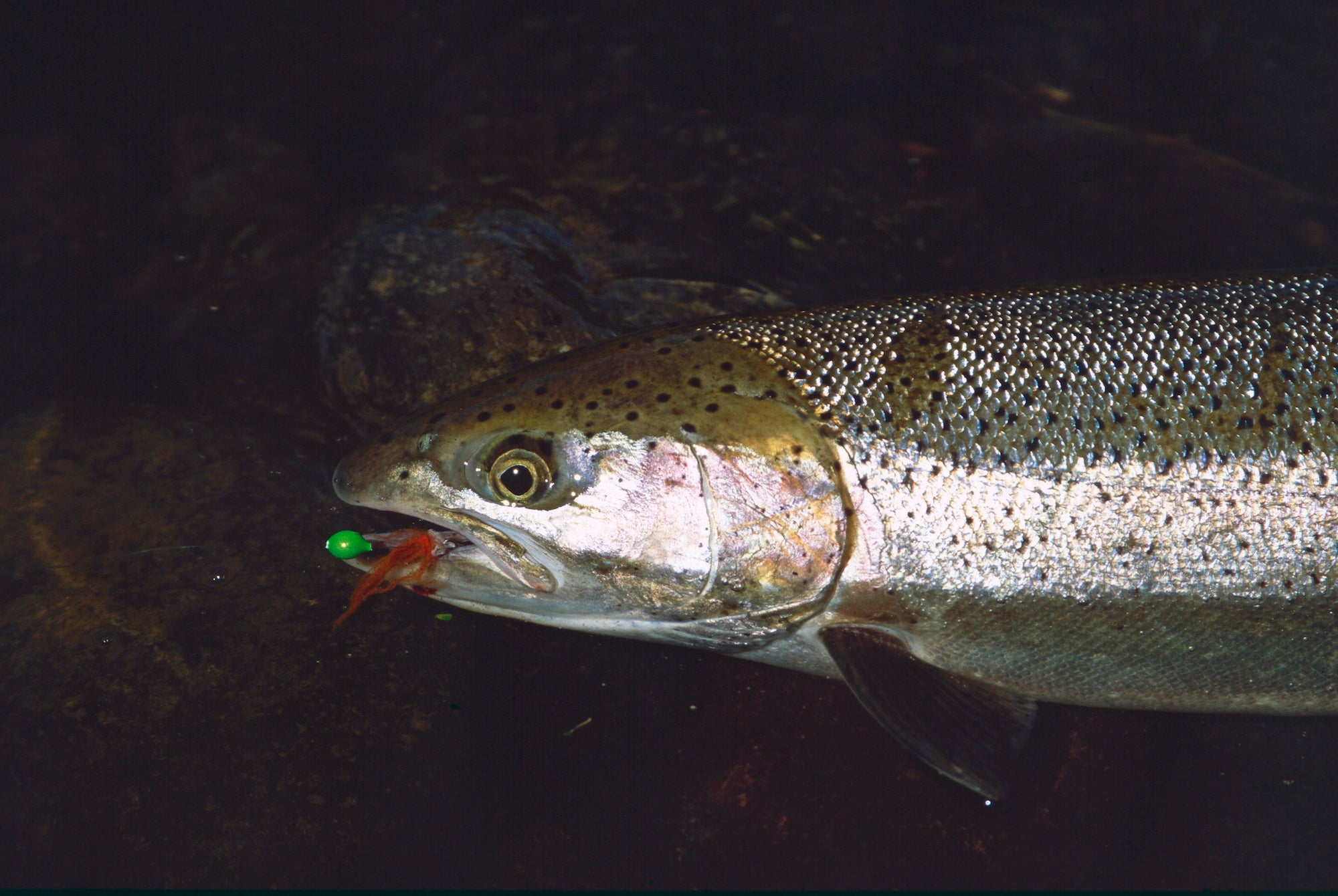 The Summer Steelhead of Fall by Scott Haugen – Salmon Trout Steelheader
