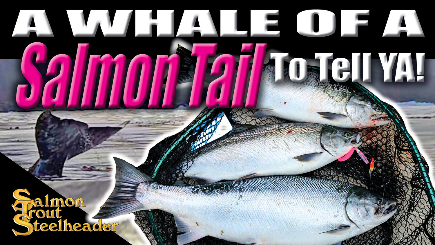 Videos – Page 3 – Salmon Trout Steelheader