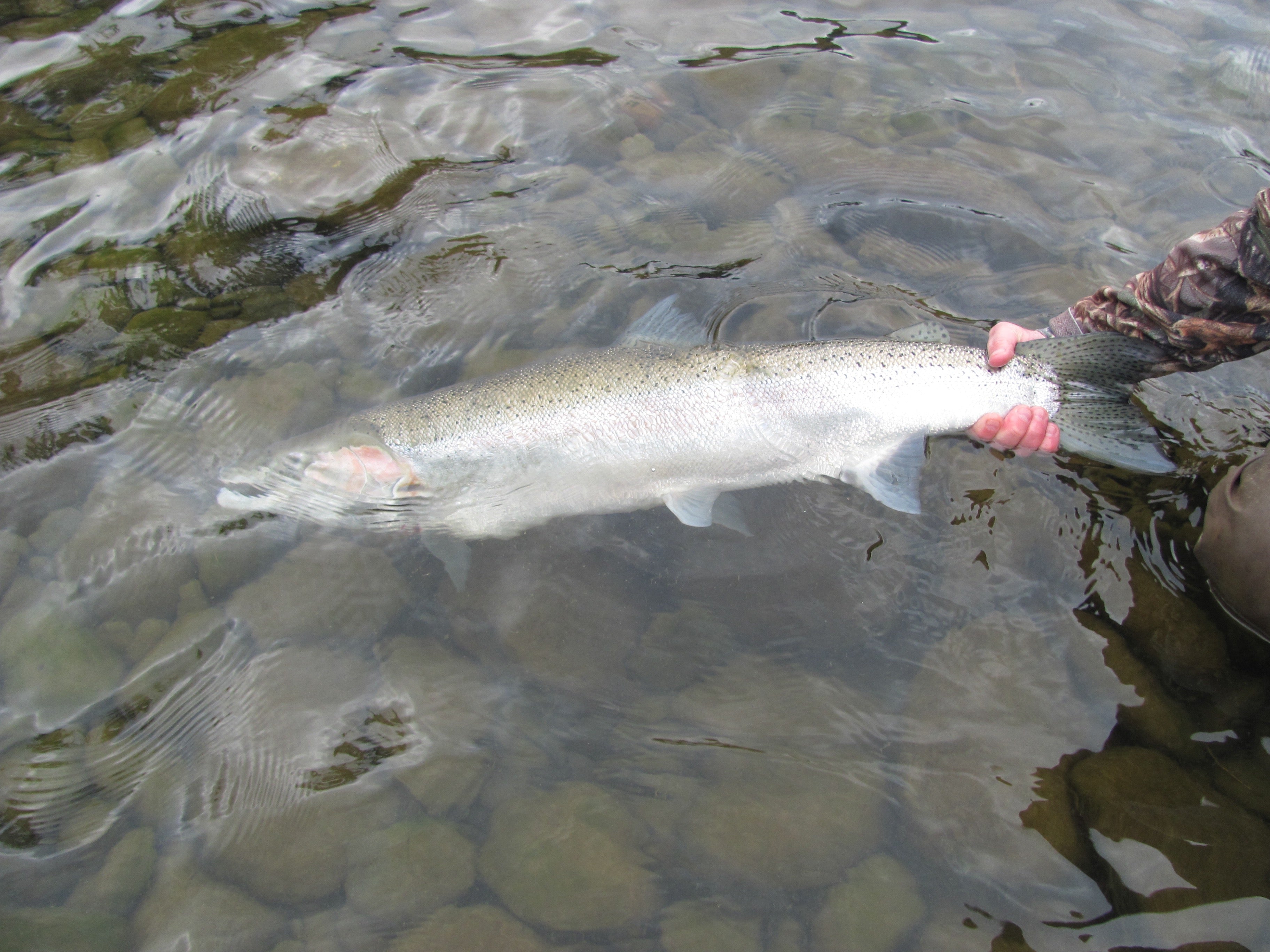 "The Big Ones" by Nick Amato – Salmon Trout Steelheader