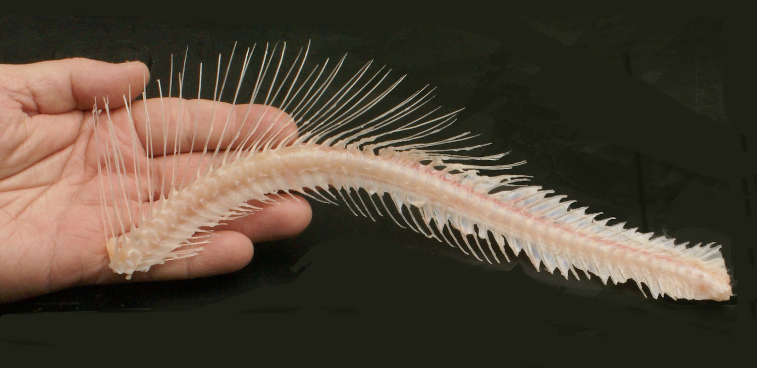 Deboning Trout & Steelhead - It's All About Salmonoid Anatomy by Larry ...