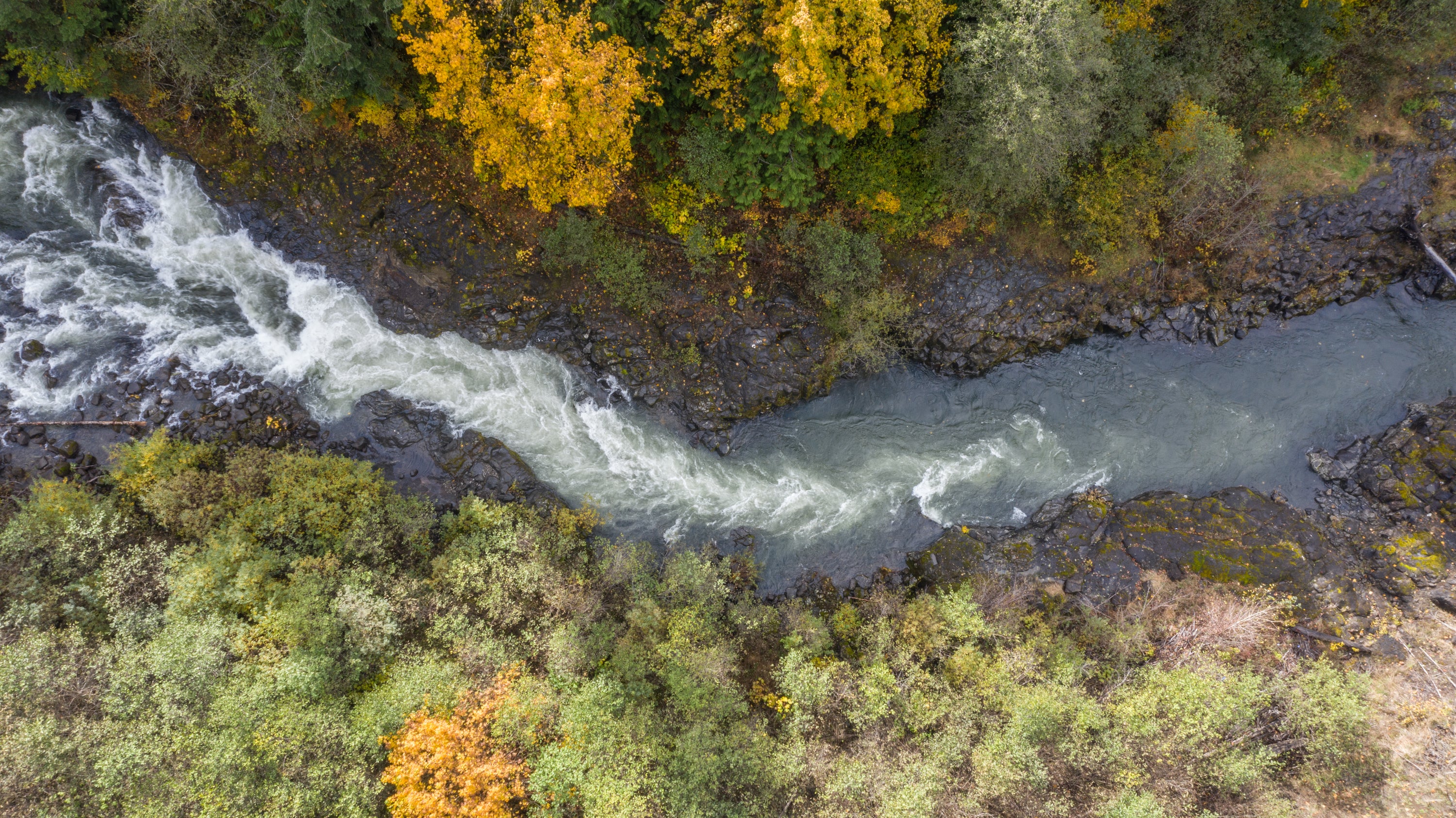 Do YOU Want A Dam on the Chehalis River? – Salmon Trout Steelheader